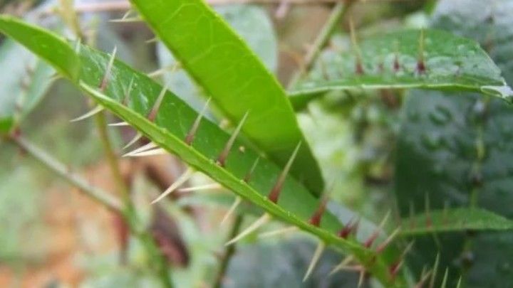 农村山上的两面针这种植物,你们知道它的作用?