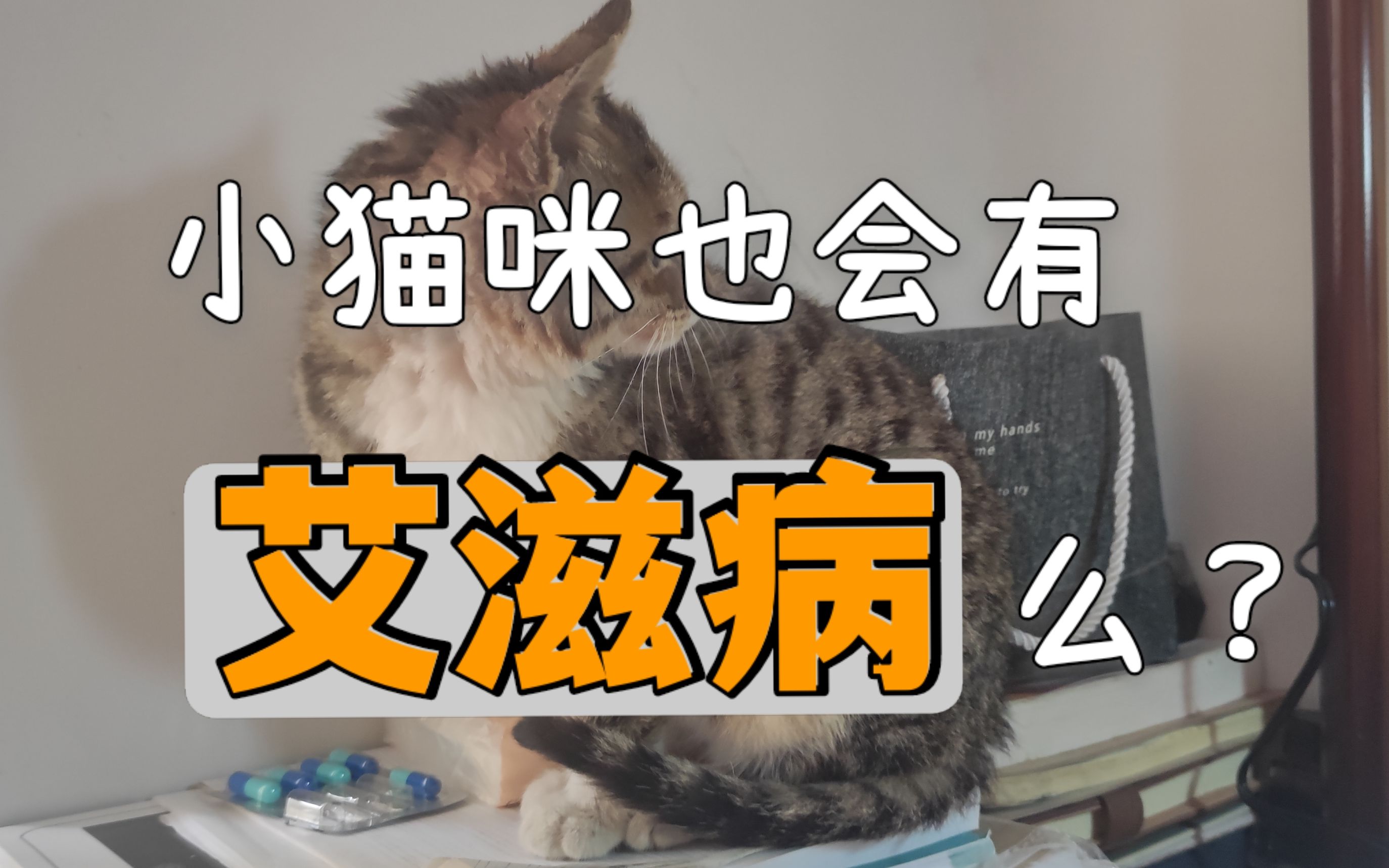 【知识科普】猫也有艾滋?会传染给人么?