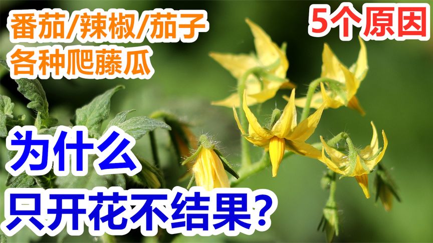 【西红柿/辣椒/茄子/各种瓜】只开花不结果ߥ�的5个主要原因