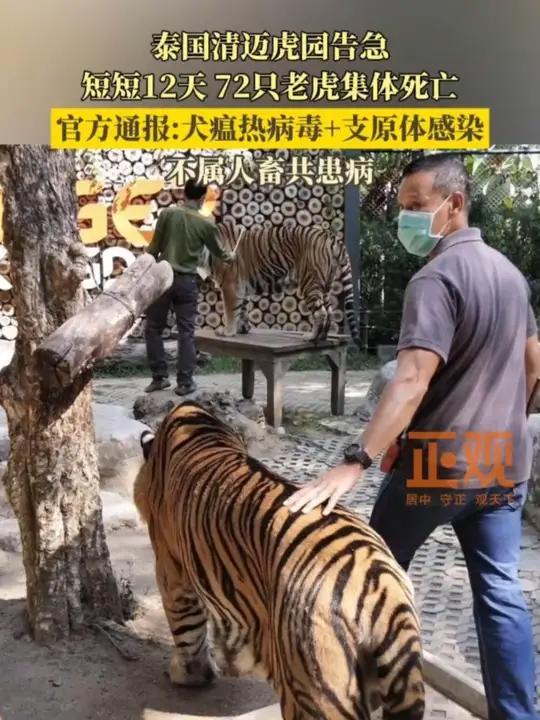 泰国清迈虎园告急:短短12天,72只老虎集体死亡。官方通报:犬瘟热病毒...