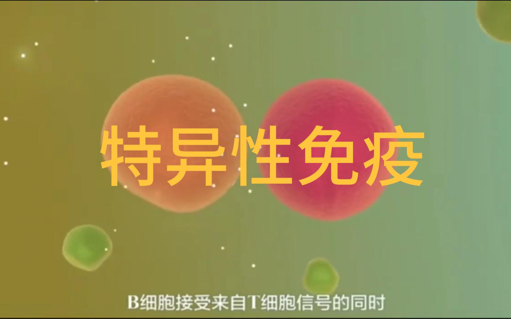 【生物动画】特异性免疫