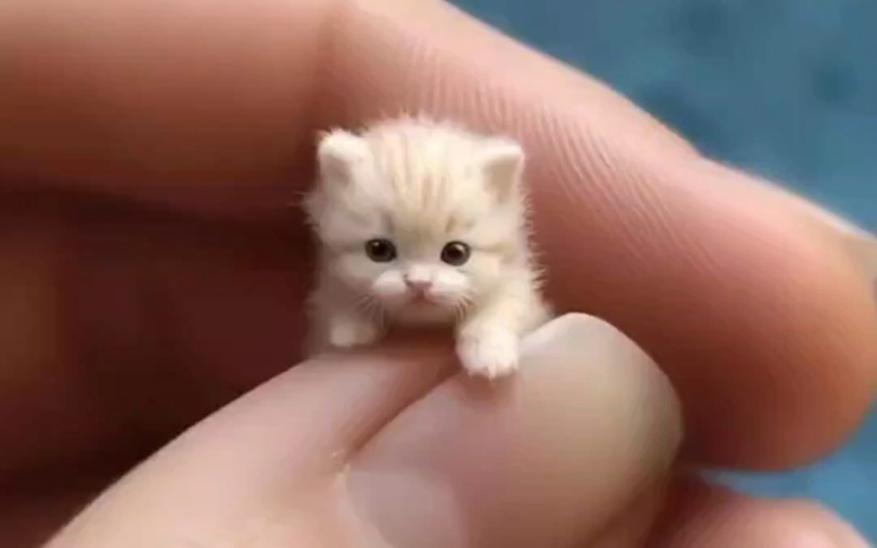 这猫300?带你了解宠物猫真实价格