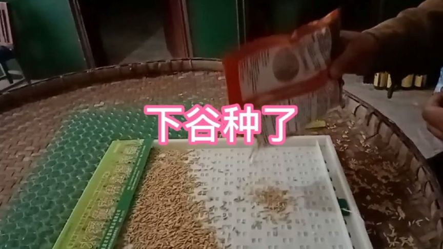 二哥教张姐使用精量播种器,简单易学上手快,谷种很快就下好了