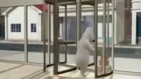 倒霉熊 《转门》