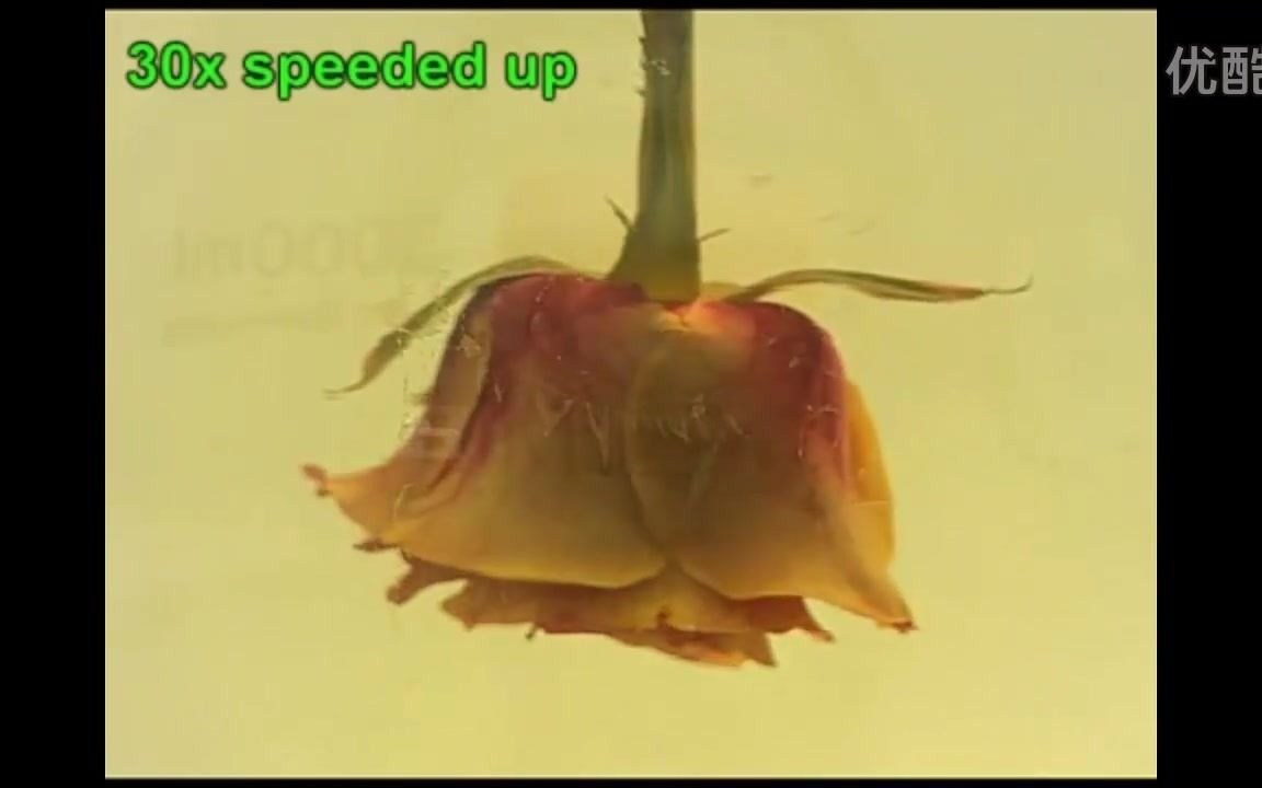 氯气漂白玫瑰花[高清版]