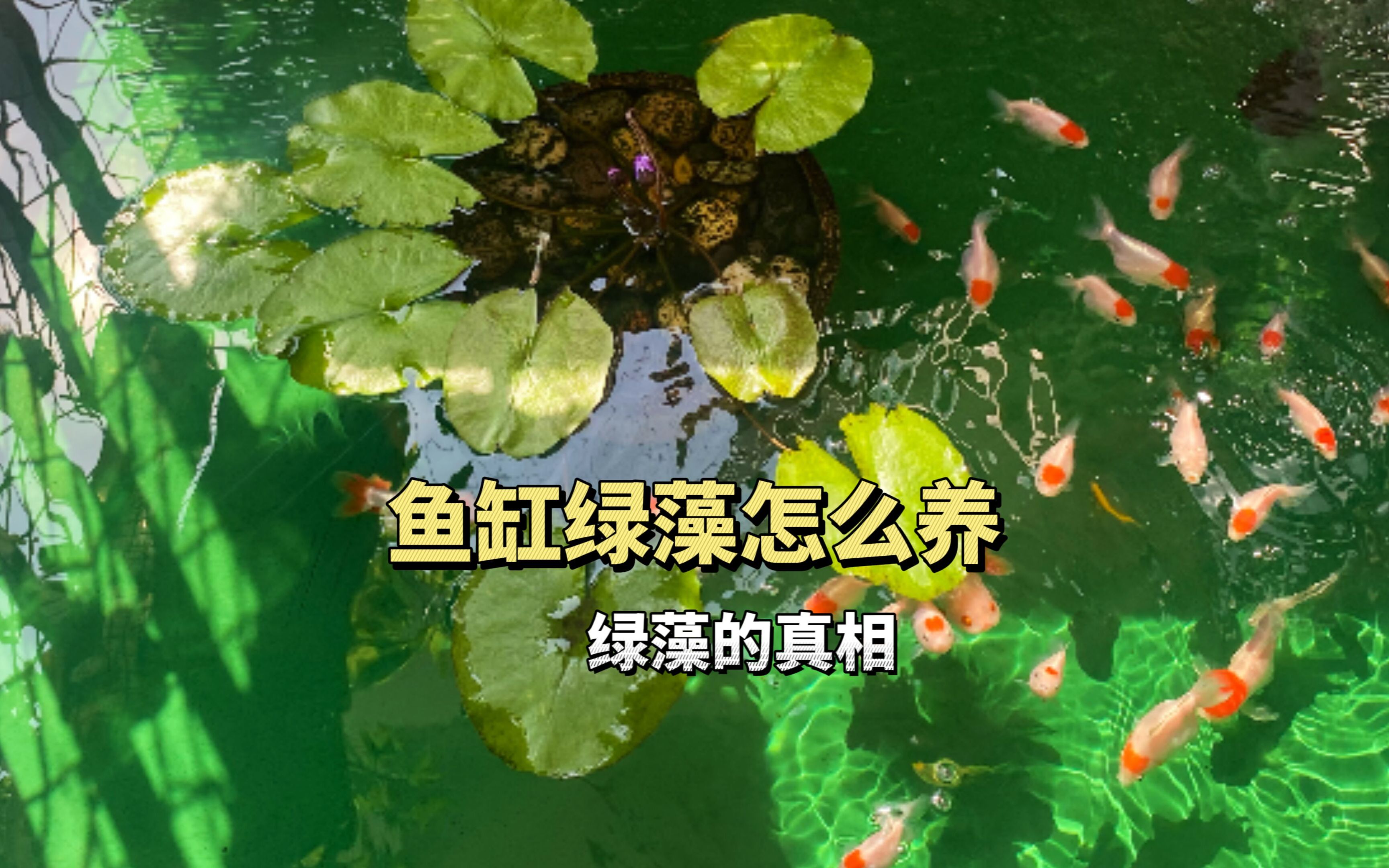 清水绿苔养金鱼的真相,鱼缸绿藻怎么培养和日常维护,绿藻的弊端