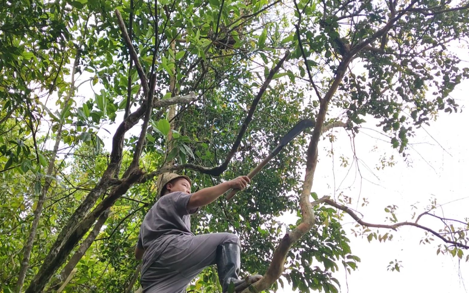 寄生在树上的植物,农村人都叫它寄生茶你见过吗?老人说它治风湿