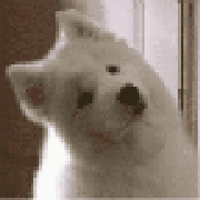 西_红柿炒小番茄 