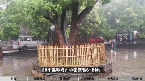 香樟树竟有这么多品种!你认识几种?别再傻傻分不清了