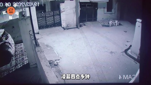 凌晨4点!6条狗撕咬1只小猫,这小猫咋整啊?