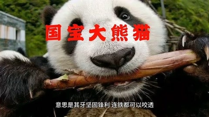 动物园里看着憨态可掬的大熊猫,其实是远古猛兽,被称为活化石