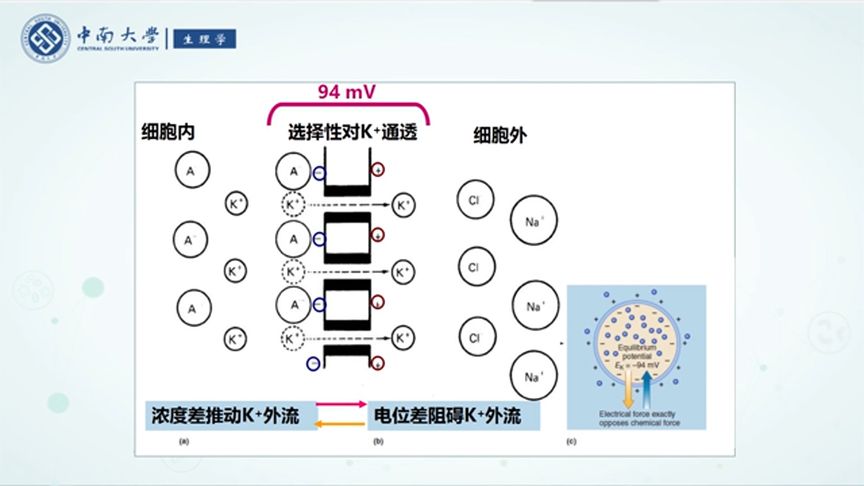 生理学:1.6细胞生理(一)—静息电位