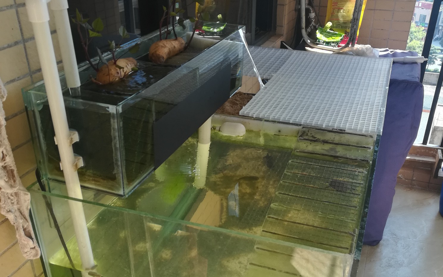 自制的龟缸 ,开缸17天。