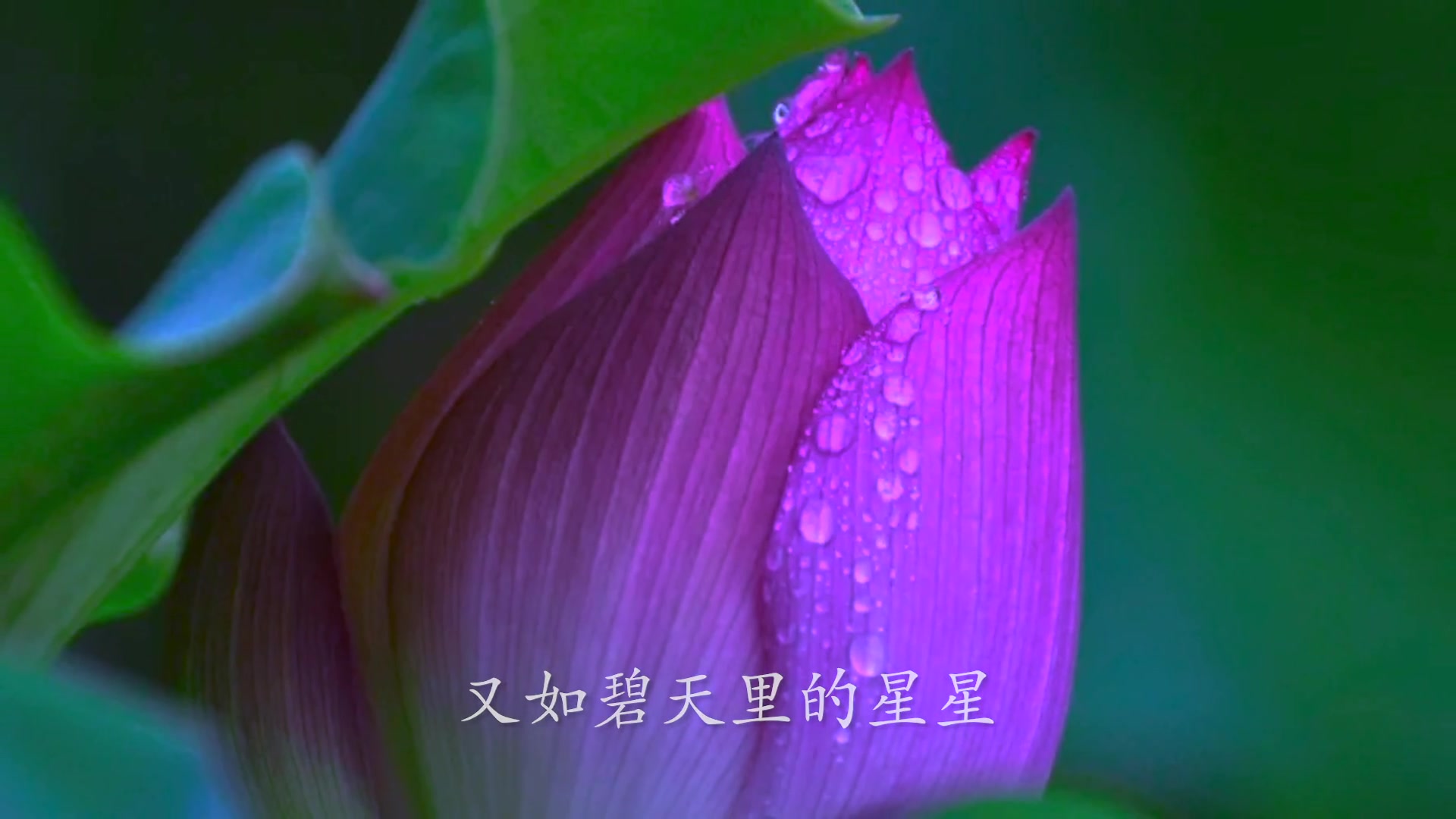 《荷塘月色》-朗读:邹明