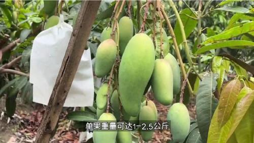 金煌芒果种植技术介绍