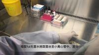 真菌小培养视频