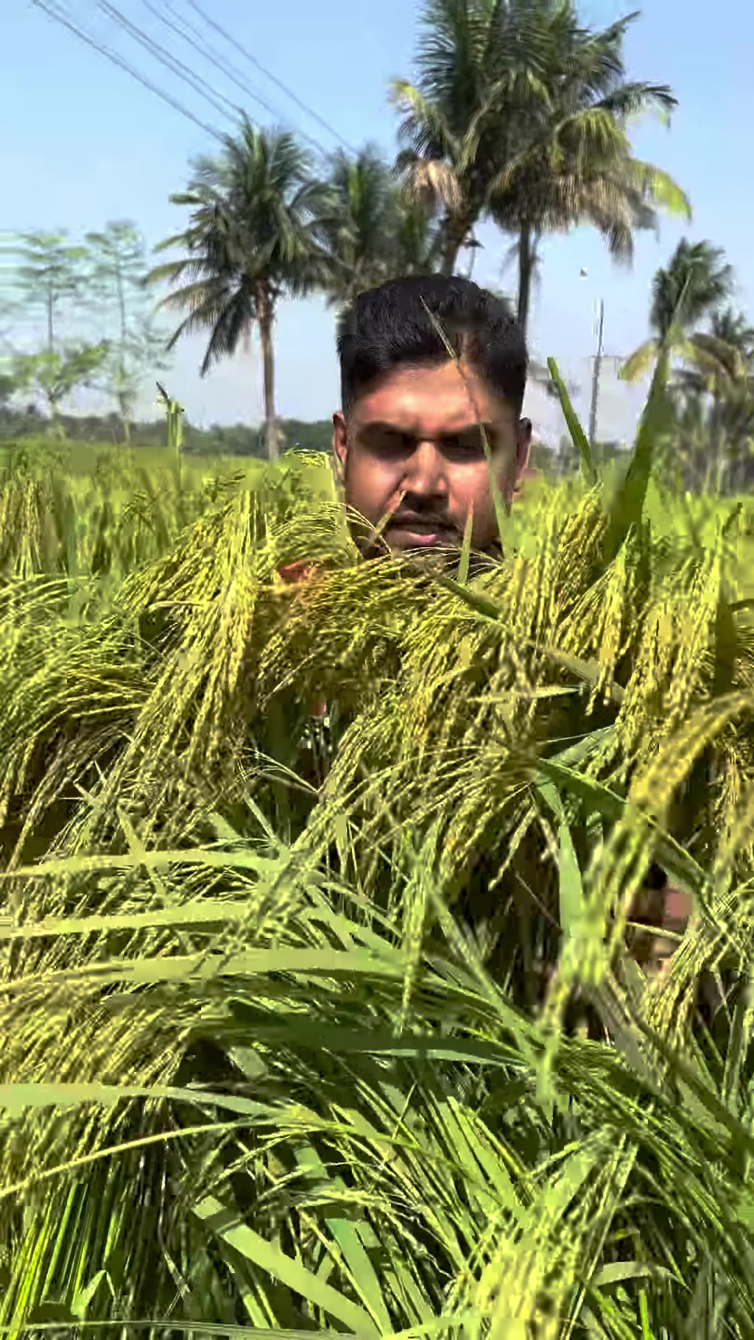 水稻不一样的管理方法 将快要成熟的水稻压弯,能够阻断稻杆的水分...