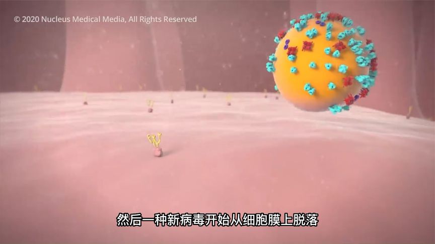 新冠病毒是的形成和传播