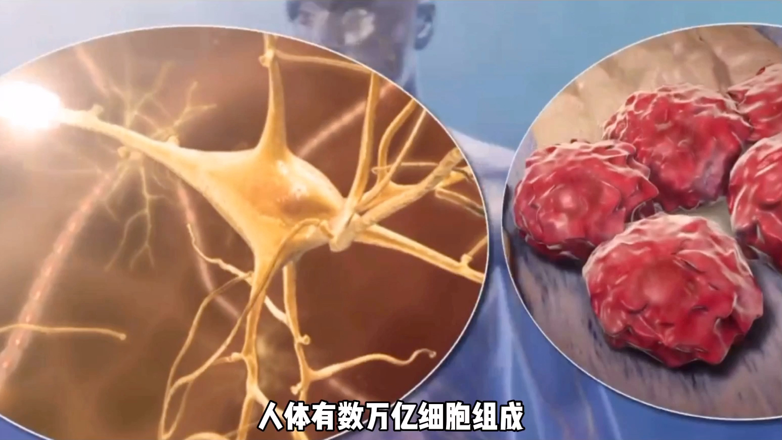 科普人体细胞的奥秘