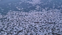 鱼漂浮在水面,往河道里仔细一看,人们似乎明白了原因