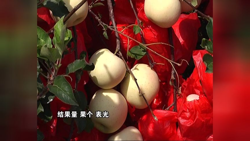 用防冻害的叶面肥,给果树灌根,这是咋回事呢?