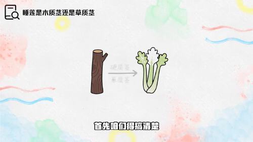 睡莲茎部大揭秘!木质还是草质?答案让你意想不到