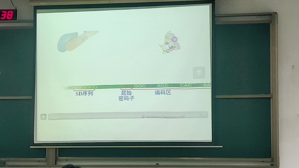 生物化学与分子生物学蛋白质翻译过程