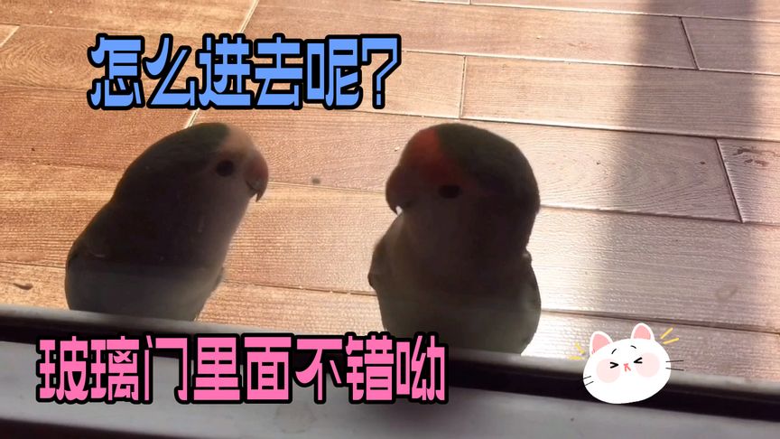 小鸟在阳台玩,想进主人房间看看,无奈玻璃门关上了,怎么办呢?