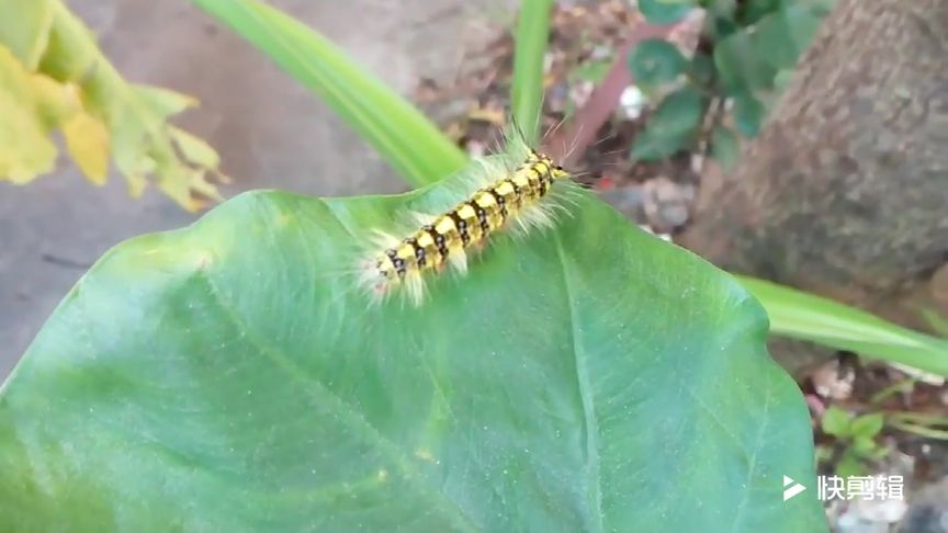 毛毛虫爬行动作