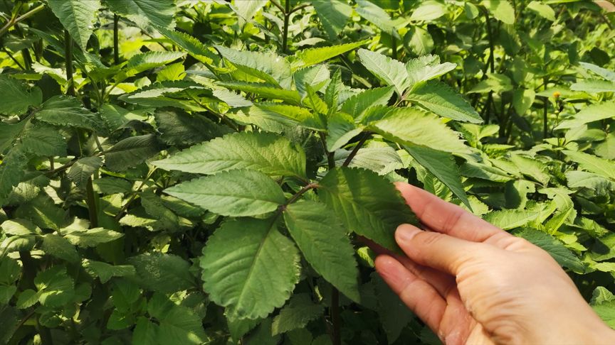 农民讨厌的“鬼针草”,它的厉害用途你还不知道吧!赶紧了解下