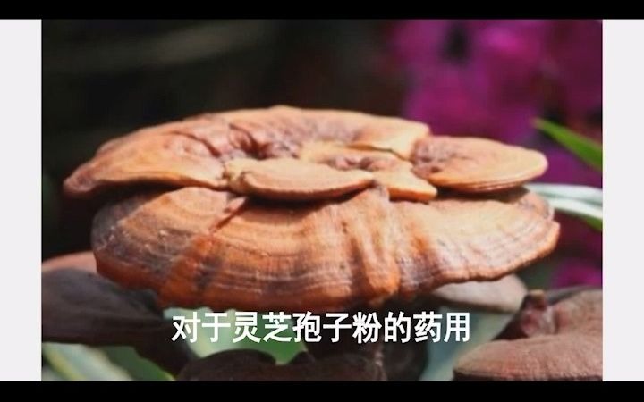 灵芝孢子粉的功效作用 , 灵芝孢子粉的作用与功效 , 灵芝孢子粉真的...