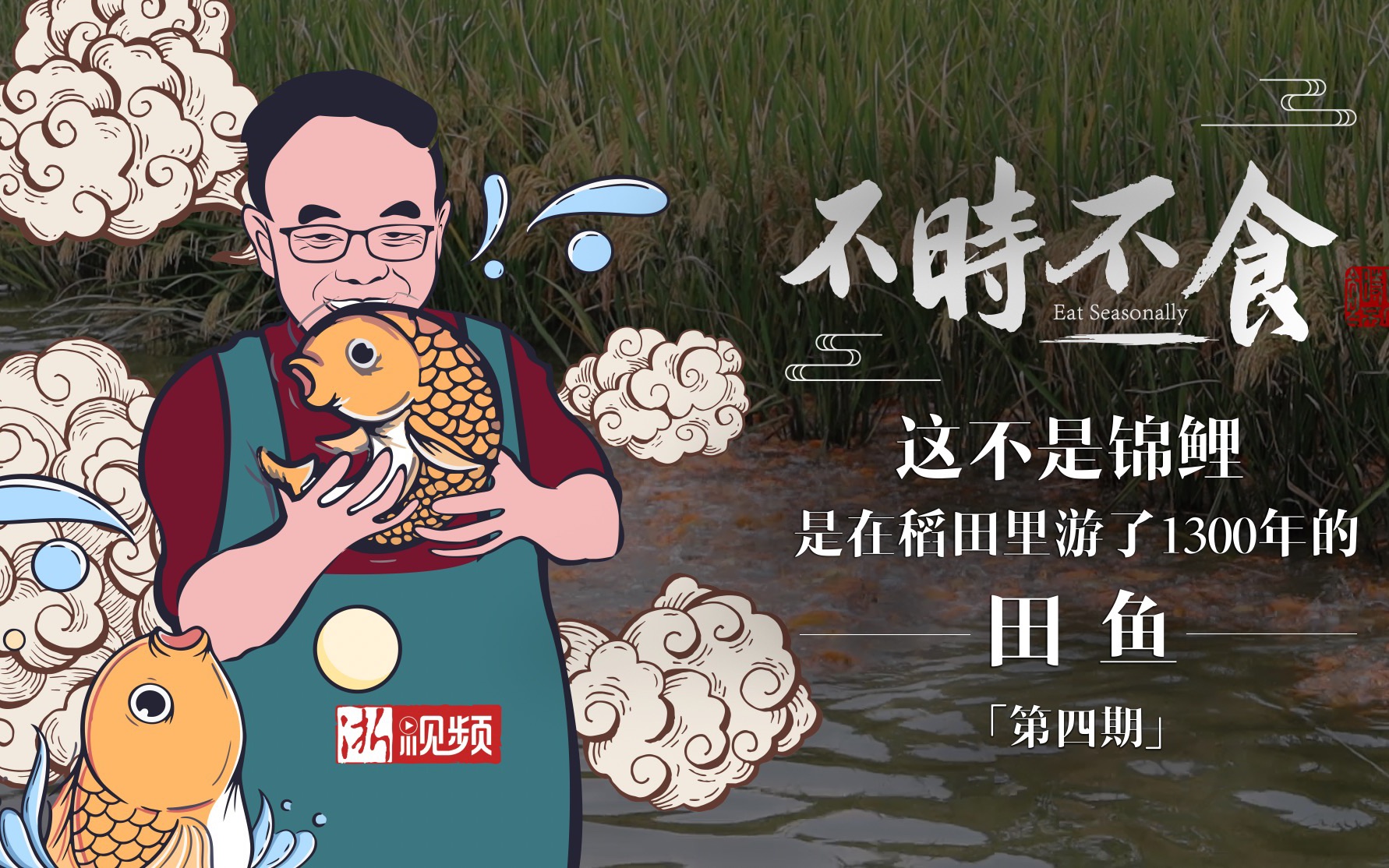 【田鱼】这不是锦鲤 是在稻田里游了1300年的田鱼 不时不食第二季...