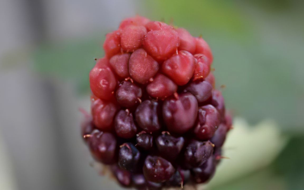 【延时摄影】2个月记录黑莓从开花到成熟全过程!