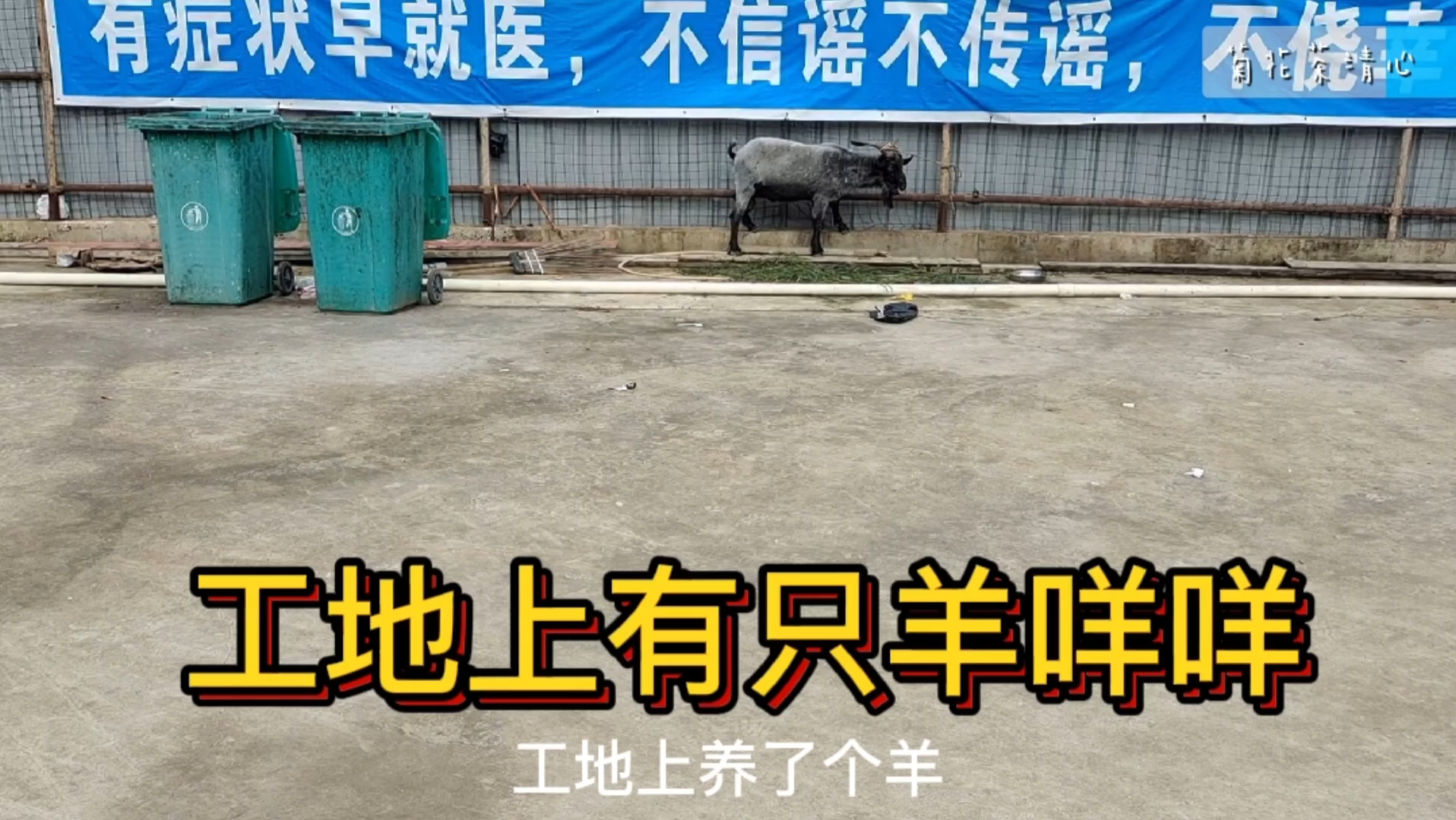 随手记,去小卖部刚好碰上工人买回来的羊,看到那一刻觉得很惊奇