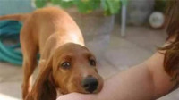 被狗咬之后,狂犬病患者真的会学狗叫?今天为你解开多年疑惑