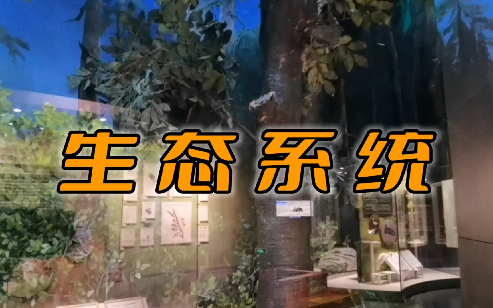 【4K】生 态 系 统 - 各类生态系统 图解 文字 模型概析