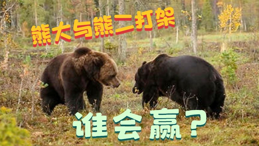 “熊大”与“熊二”打架了!棕熊试图捕猎黑熊,结果却让人意外