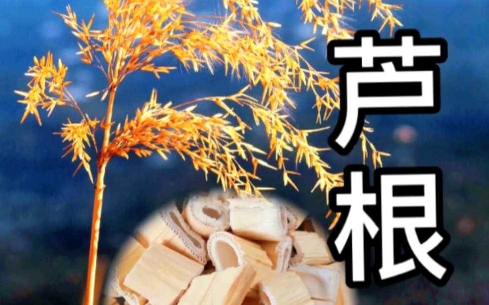 ...的植物芦苇,除了有很高的观赏性,还有大用处,芦根你知道能干什么吗