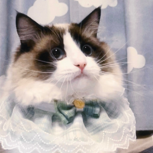 确有猫饼 