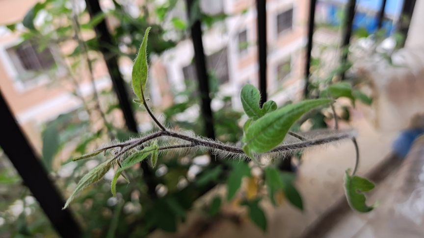 一种少见的植物,叫毛耳菜,可以食用的药草,有清热消炎的作用