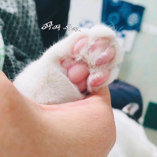 是调皮的小LILi啊 