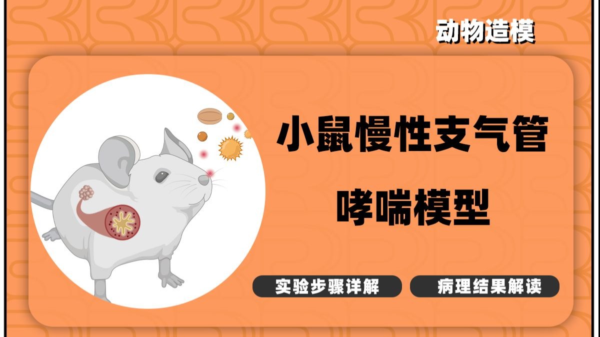 动物实验|小鼠慢性支气管哮喘模型