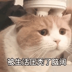 圆子爱游戏 