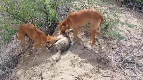 两只土狗活活把一头野狼咬死,咬住脖子一直不放!镜头记录全过程