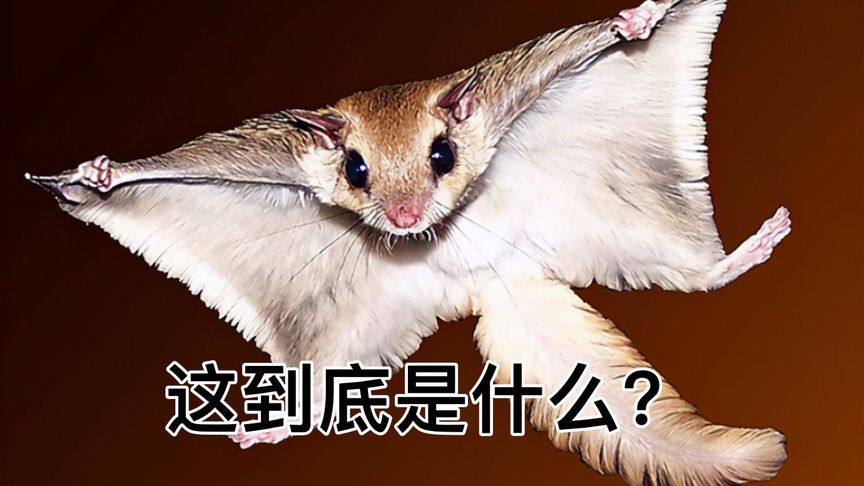 你知道吗?寒号鸟竟然不是鸟而是鼠。