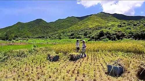 从种子到餐桌:揭秘水稻种植全过程,每一粒米都来之不易!