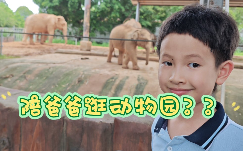 【第一次逛动物园】东莞寮步的香市动物园有羊驼大象熊猫老虎狮子,...