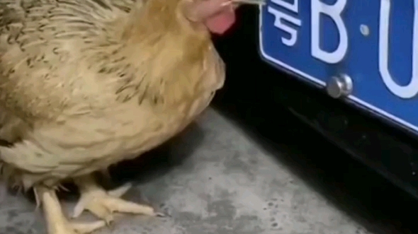 塞尔达传说 咕咕鸡