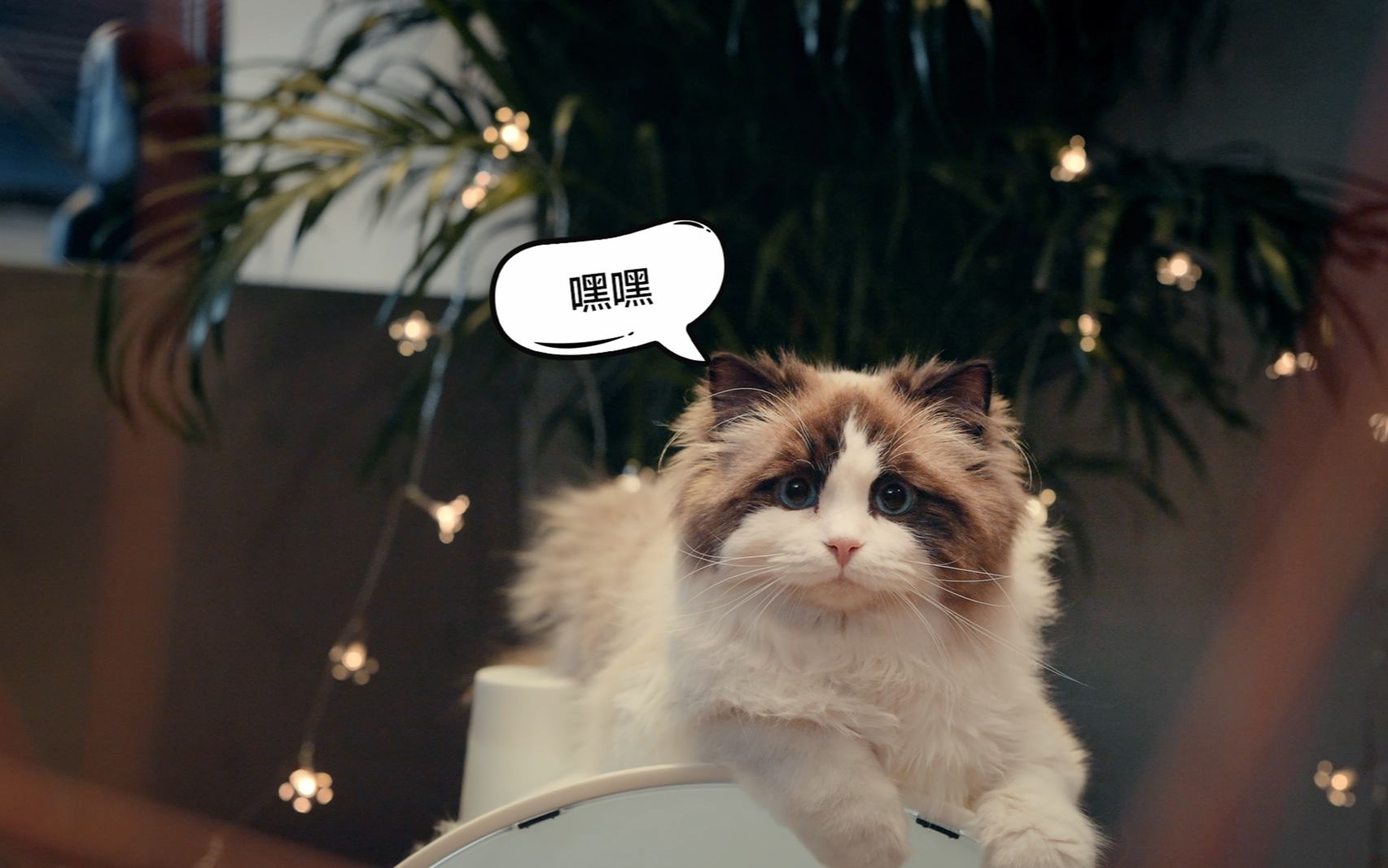 【华为帐号】作为一只小喵喵,我也有我的隐私