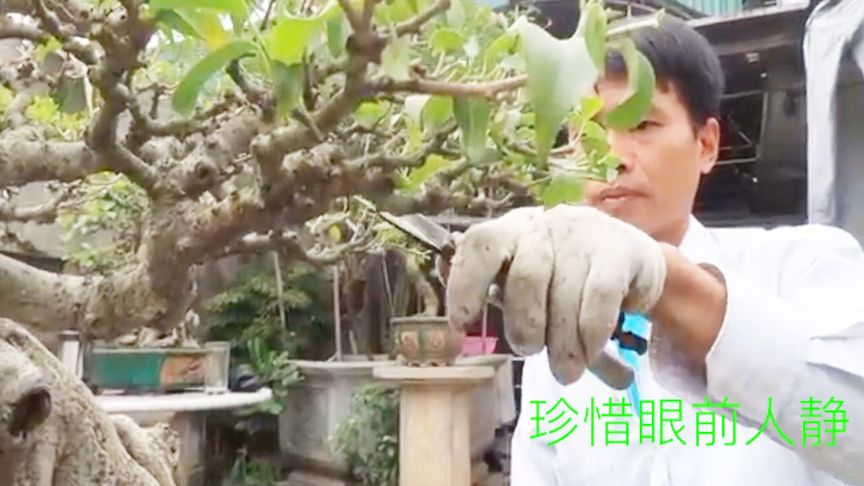 大型老桩榕树盆景的枝叶修剪与整形修枝,看师傅熟练操作!